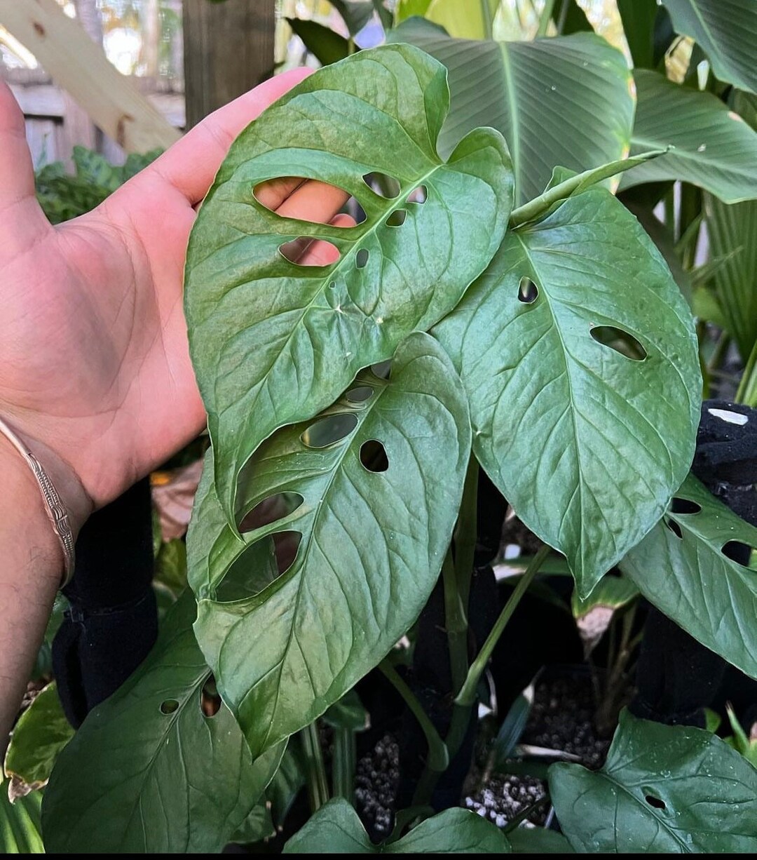 Monstera Membranacea Starter (rare) - Etsy