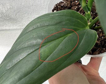 Variegated Silver Sword - Etsy