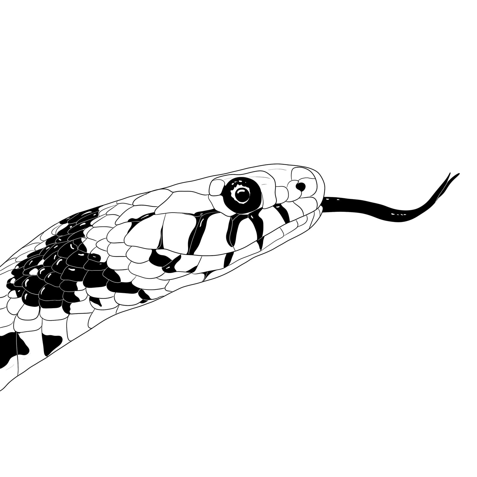 Snake head illustration digital print | Etsy