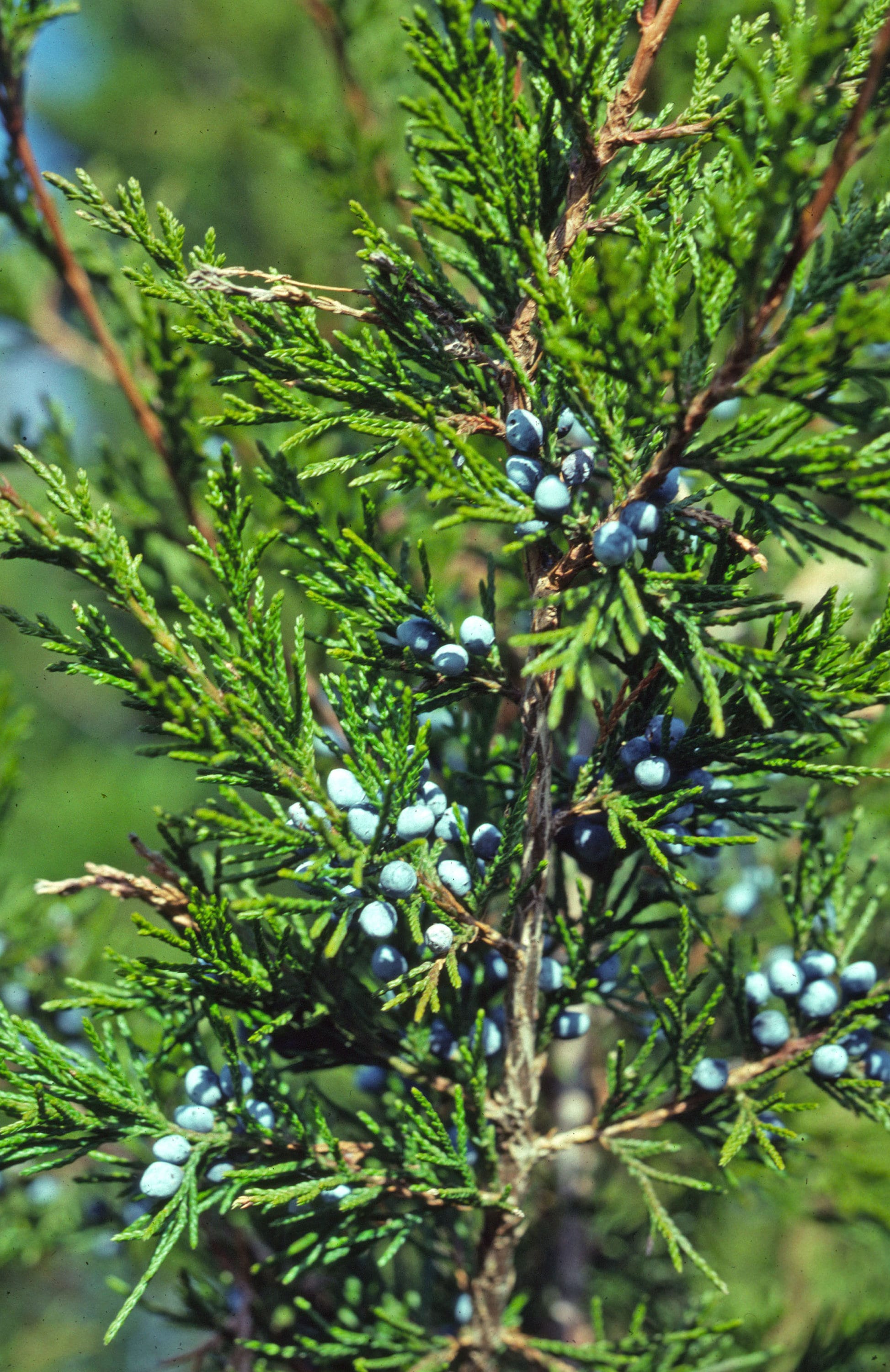 Eastern Red Cedar Needles