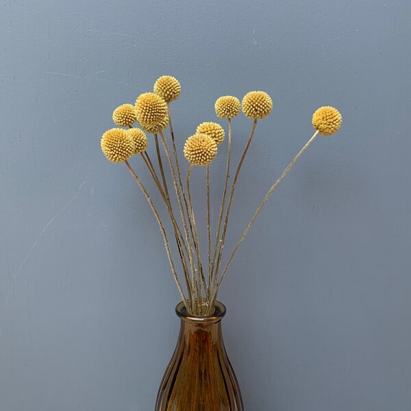 Craspedia Flowers - Etsy