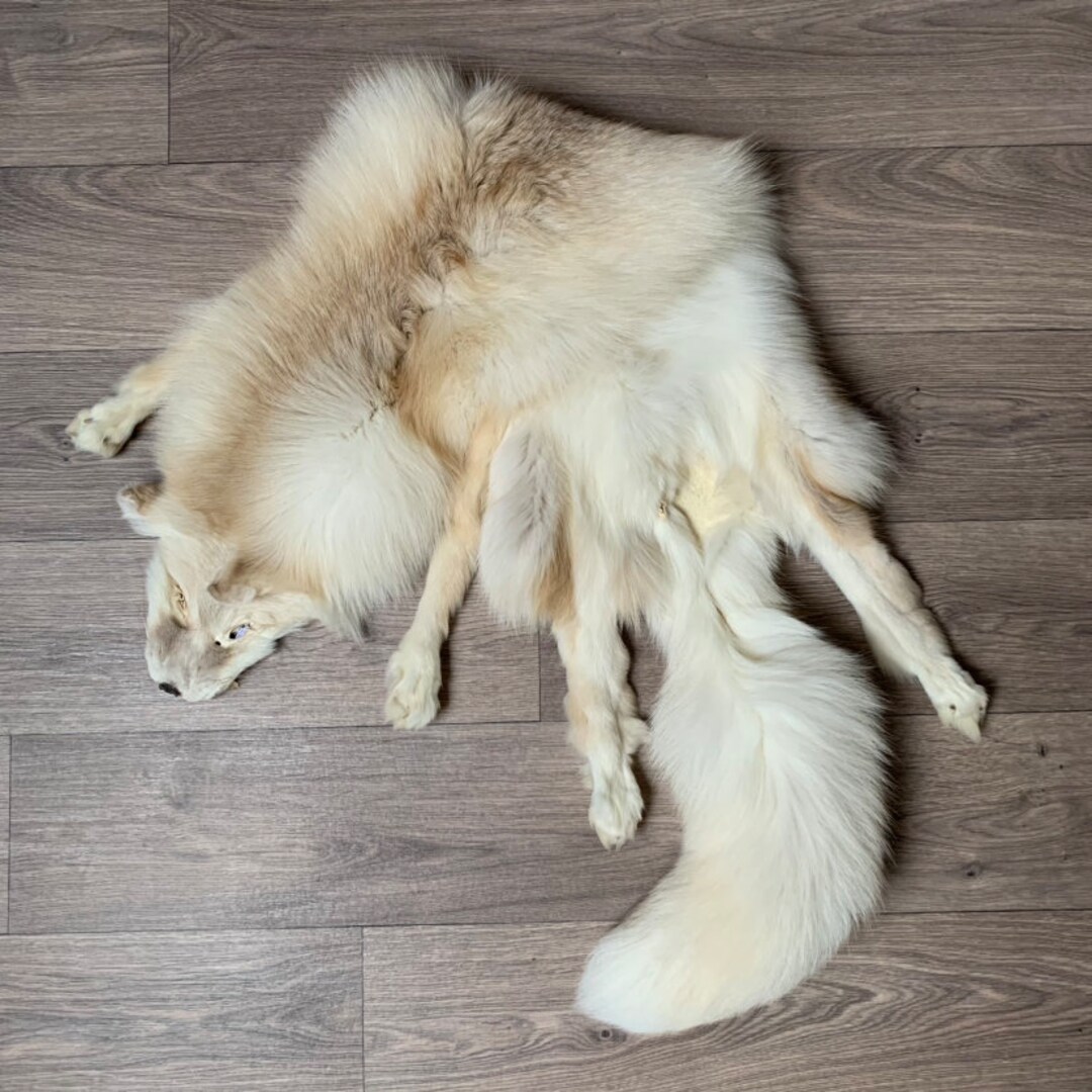 Female Apricot Frost Fox Mountable Pelt 2 - Etsy
