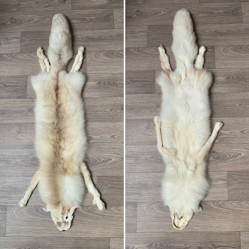 Female Apricot Frost Fox Mountable Pelt 2 - Etsy