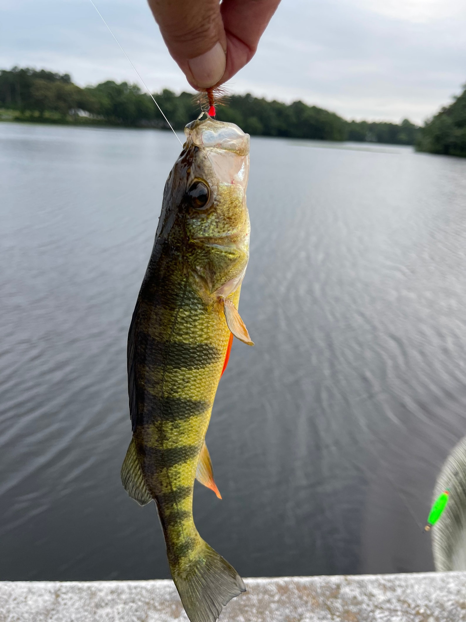 6 Crackleback Flies Fishing Fly Jig Hook #6 Custom Hand Made in USA - Etsy