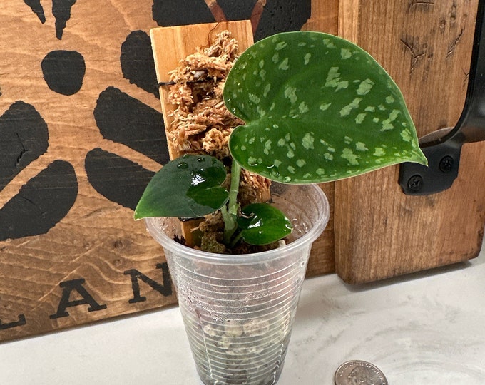Scindapsus Snake Scale (actual Plant Shown) - Etsy