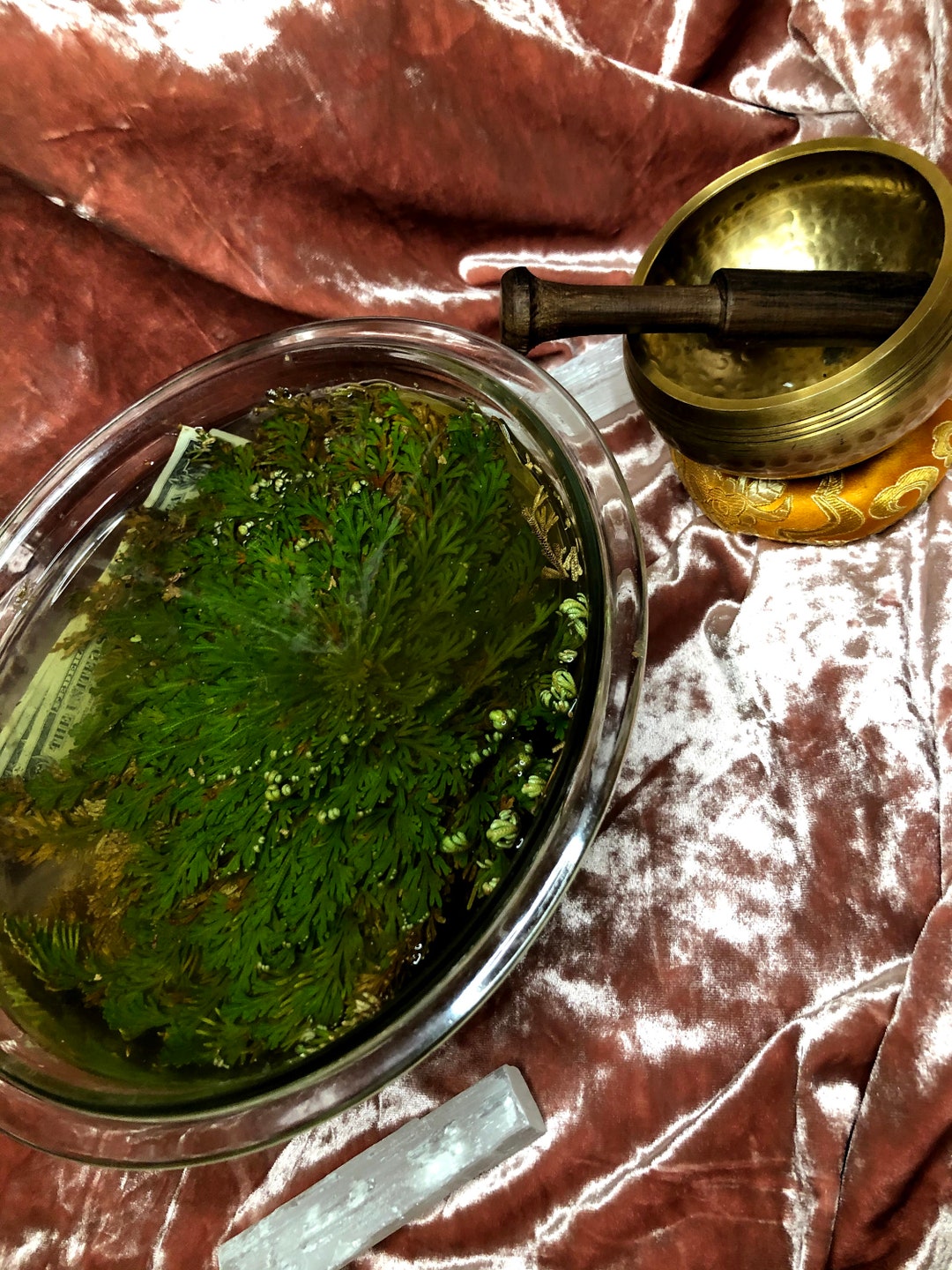 Rose of Jericho Resurrection Rose Resurrection Plant - Etsy