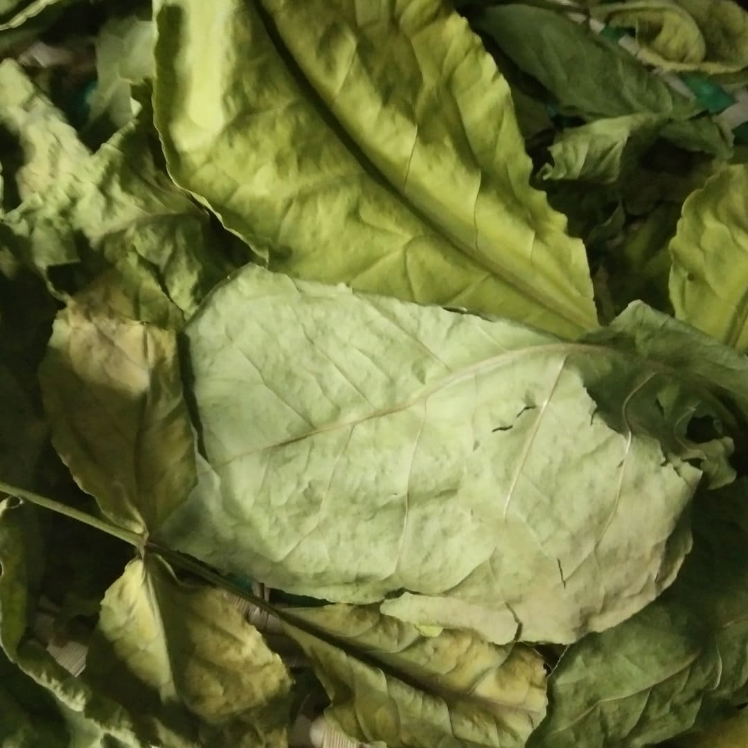 Bael Leaves Bilva Patra Bel Marmelos Aegle Apple Wood Organic Herb Leaf ...