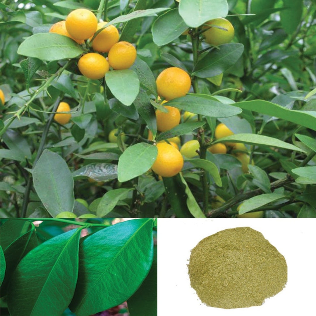 Ceylanica Atalantia Leaf Powder Naran Yaki Lemon Wild Organic Pack ...