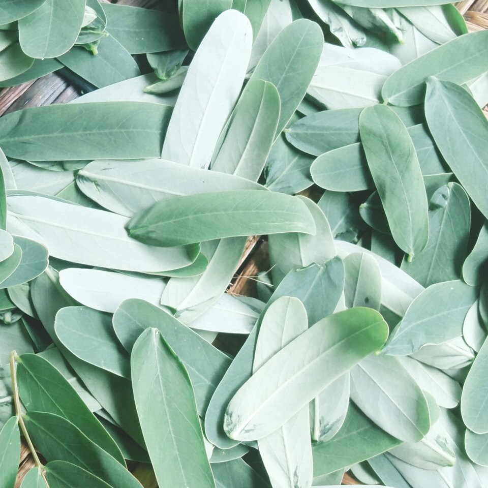 Sesbania Leaves Dried Grandiflora Hummingbird 100% Pure Organic Agathi ...