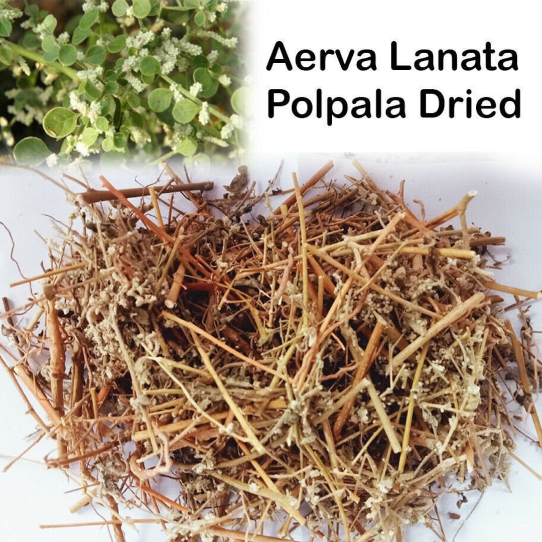 Dried Aerva Lanata Balipoovu Herbal Drink Tea Pol Pala 100% Natural ...