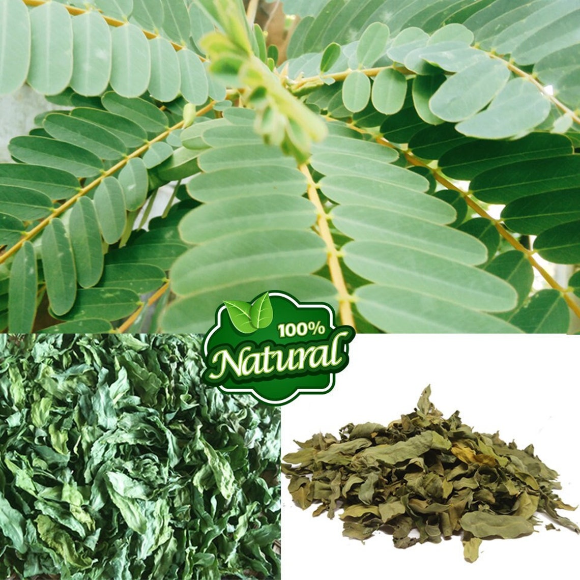 Sesbania Leaves Dried Grandiflora Hummingbird 100% Pure Organic Agathi ...