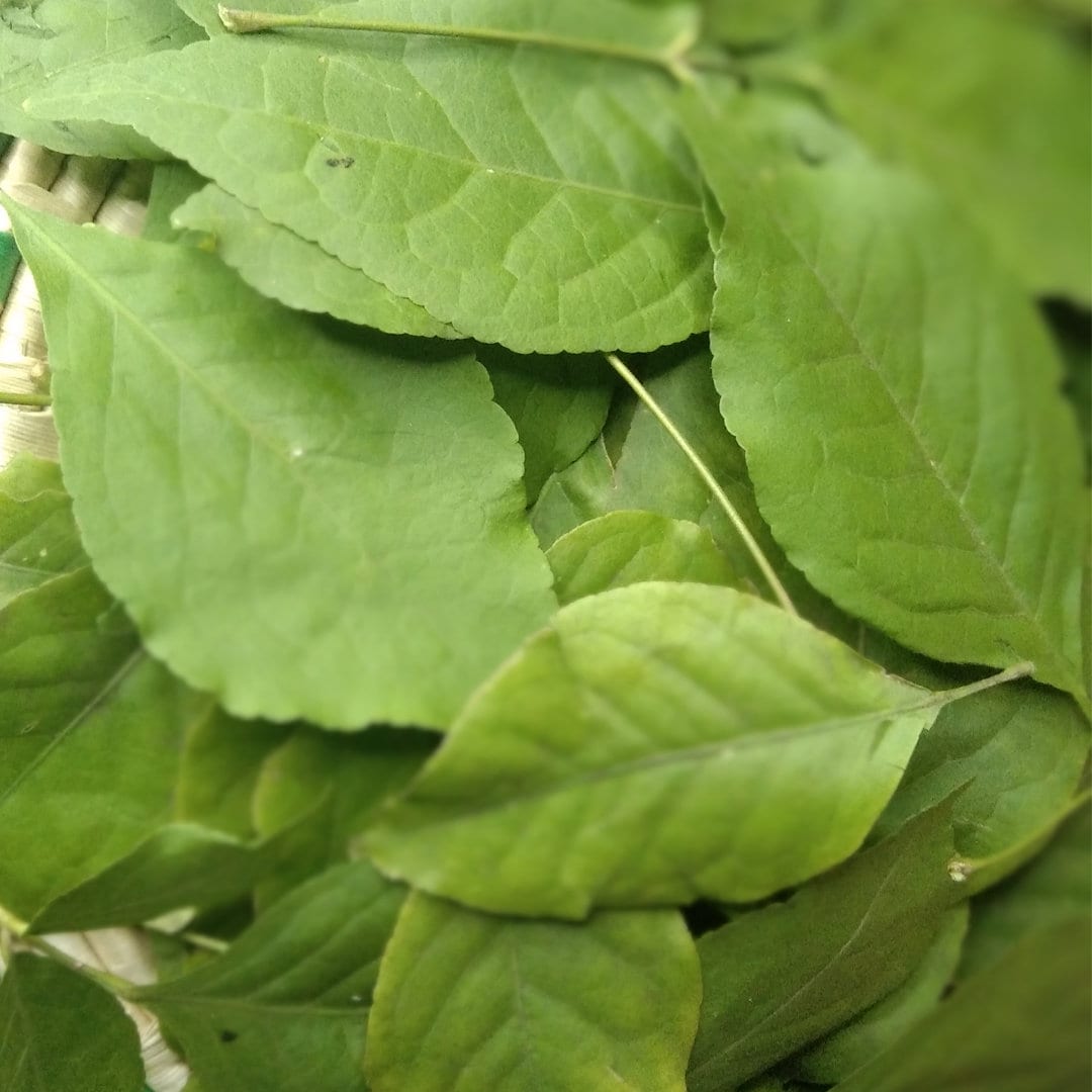 Bael Leaves Bilva Patra Bel Marmelos Aegle Apple Wood Organic Herb Leaf ...