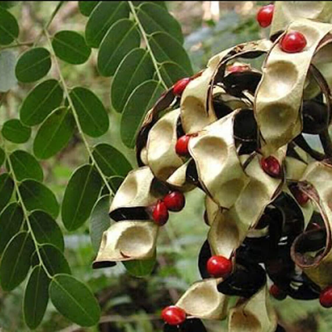 Red Coral Wood Seeds Adenanthera Pavonina Lucky Seed Bead Tree | Etsy