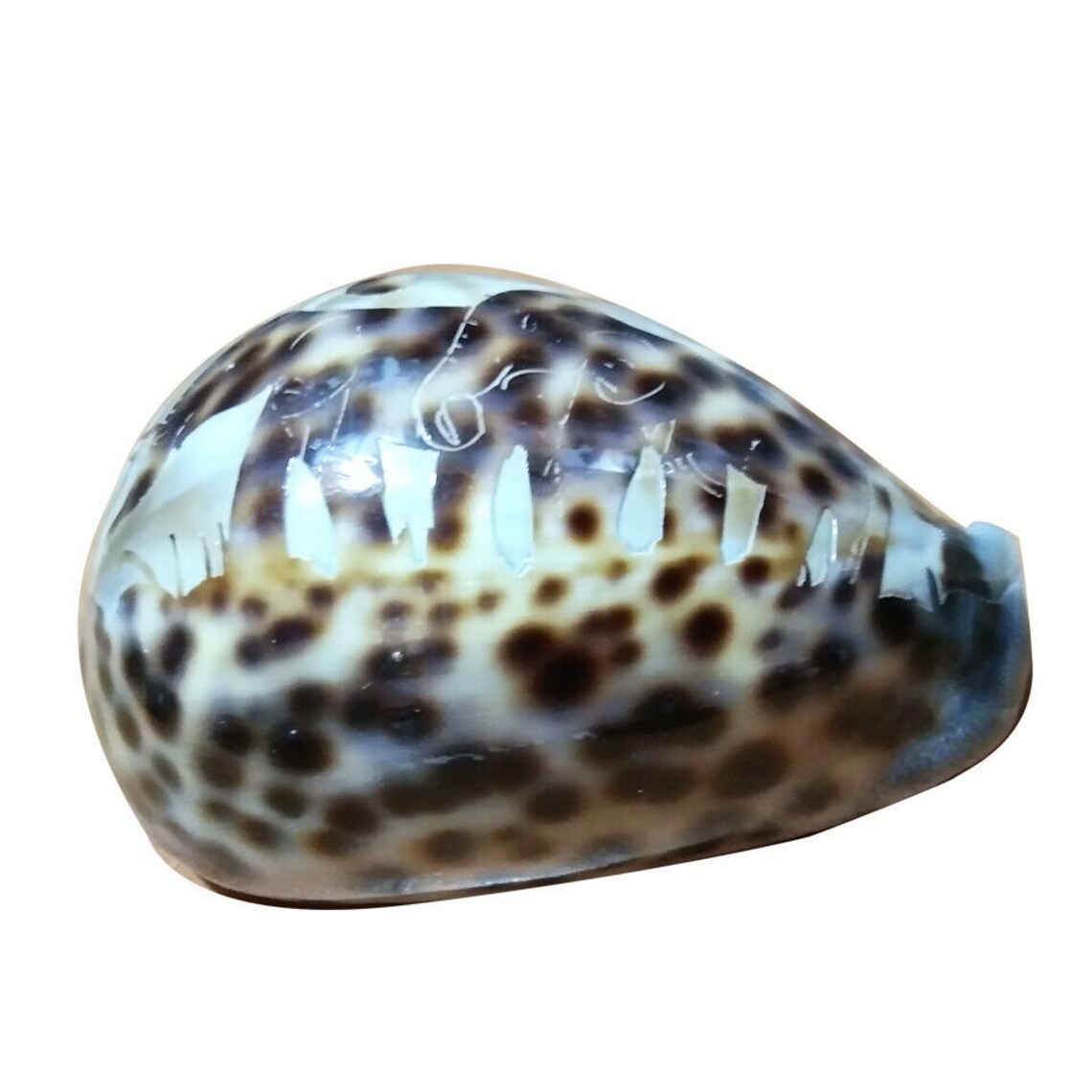 Tiger Kauri Muschel Sri Lanka geschnitzt sehr selten Strand Home Decor ...