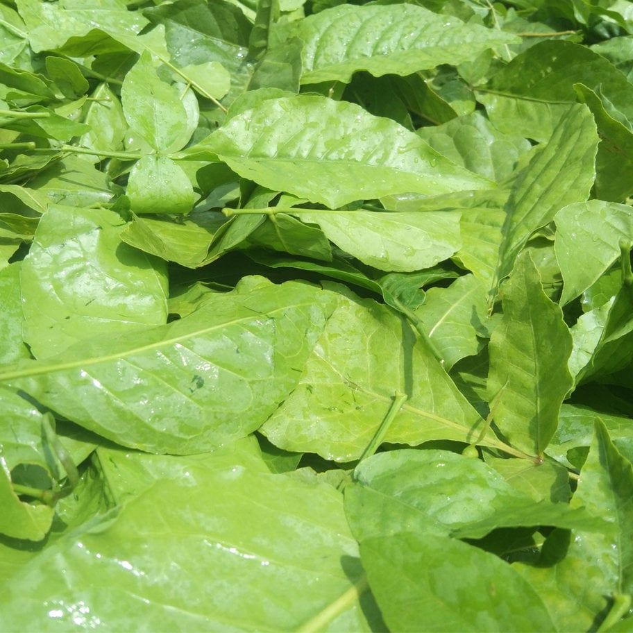 Bael Leaves Bilva Patra Bel Marmelos Aegle Apple Wood Organic Herb Leaf ...