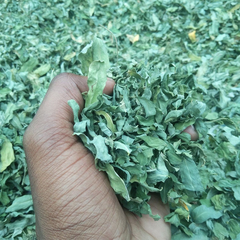 Sesbania Leaves Dried Grandiflora Hummingbird 100% Pure Organic Agathi ...