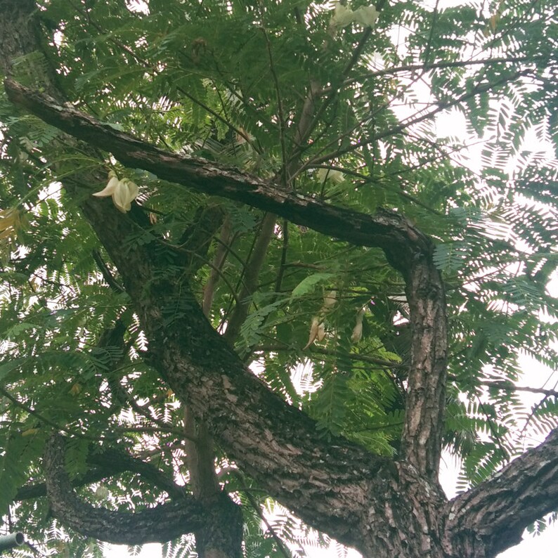 Sesbania Leaves Dried Grandiflora Hummingbird 100% Pure Organic Agathi ...