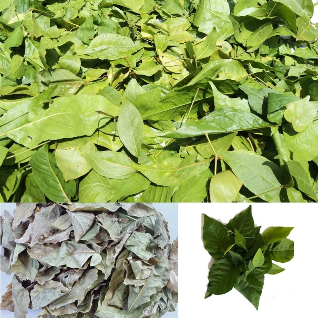 Bael Leaves Bilva Patra Bel Marmelos Aegle Apple Wood Organic Herb Leaf ...