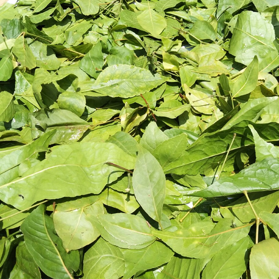 Bael Leaf Powder Bel Bilva Patra Marmelos Leaves Aegle Organic Herbs ...