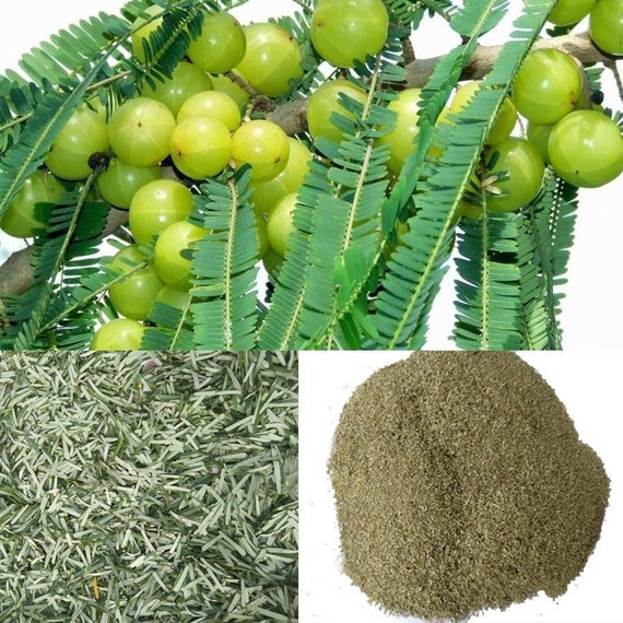 Amla Leaves Powder 100% Organic Indian Gooseberry Leaf Hair | Etsy