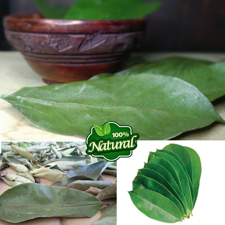 Dried Guyabano Leaves