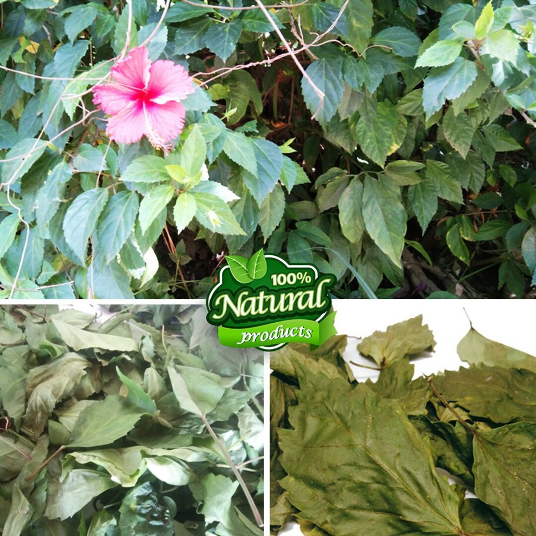 Dried Hibiscus Leaves Nutritious Organic Herbal Dried Herbs Leaf Dry ...