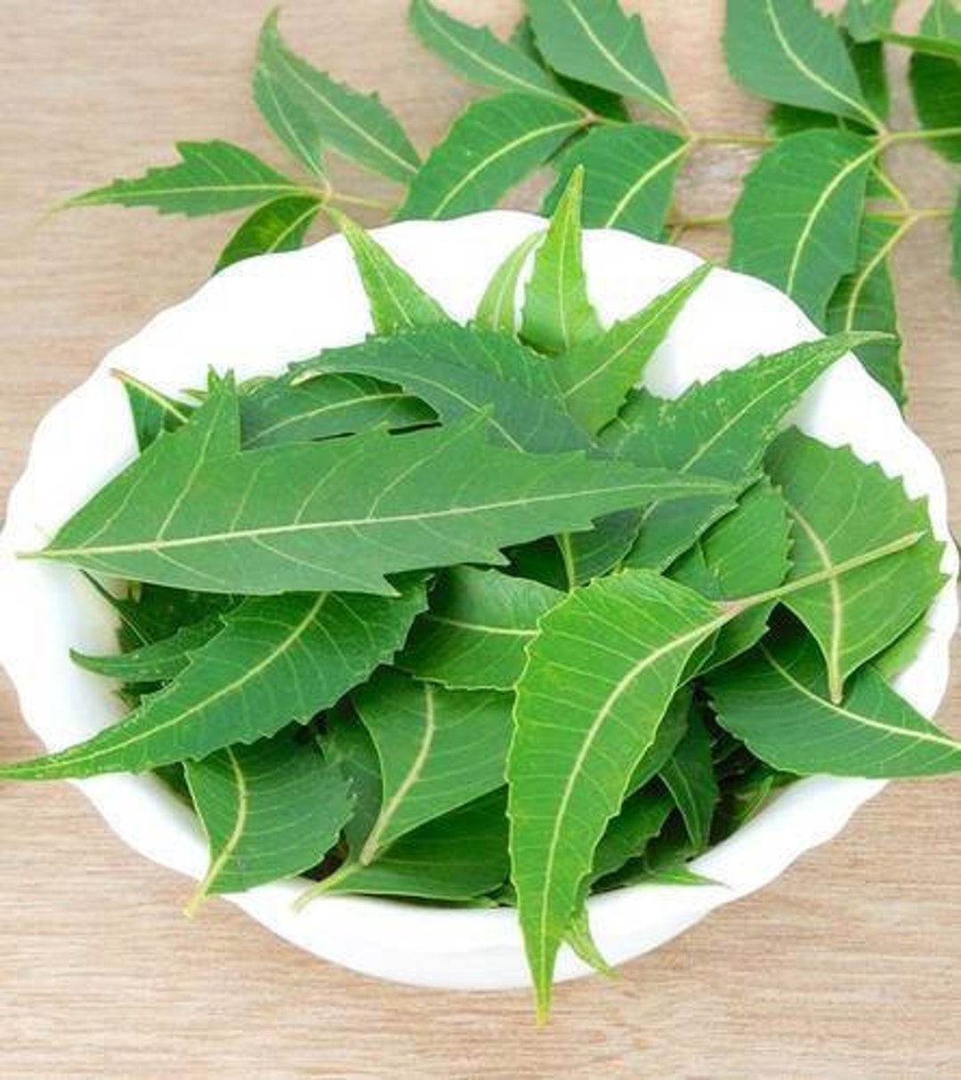 Organic Dried Neem Leaves Azadirachta Indicia Nimtree Indian Lilac Anti ...