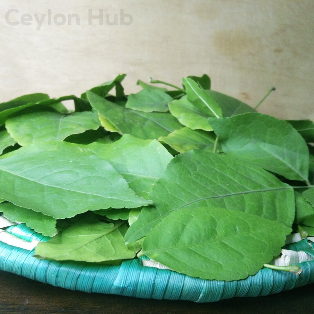 Bael Leaves Bilva Patra Bel Marmelos Aegle Apple Wood Organic Herb Leaf ...
