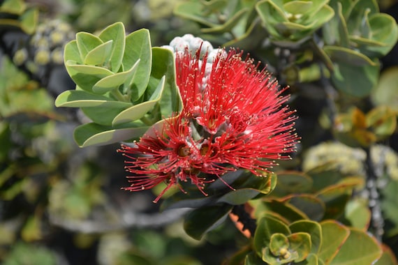 Endemic Red Ohia Lehua Plant on the Big Island Hawaii in - Etsy