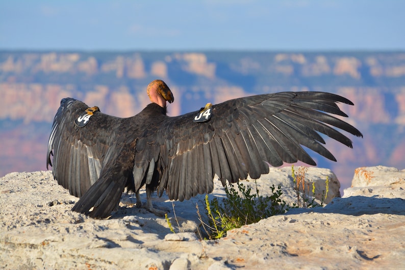 California Condor Bird Wings Outspread Print, Ornithology Nature ...