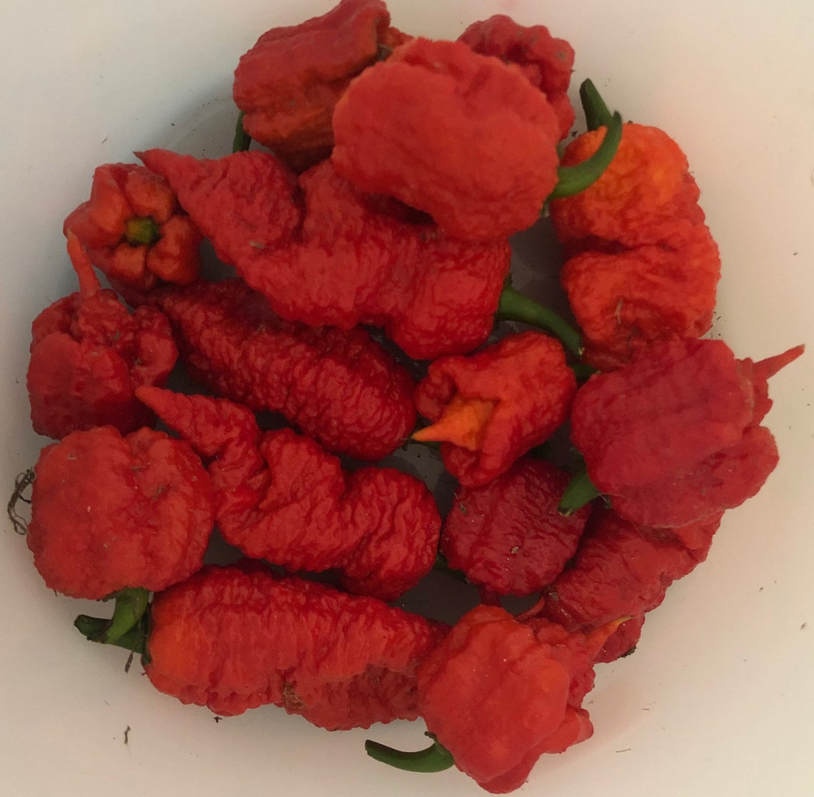 Death spiral pepper facts - freshroc