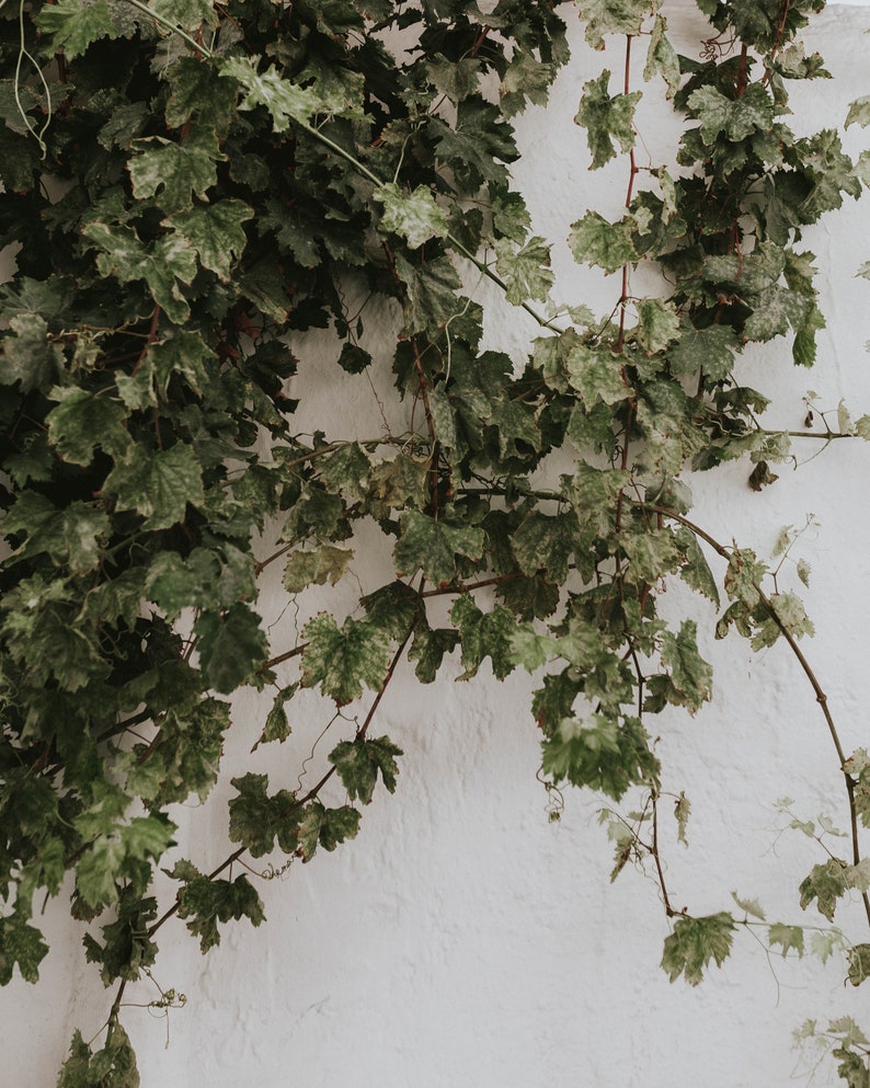 Minimalist Art, Botanical Print, Greek Ivy Print, Unique Home Decor ...