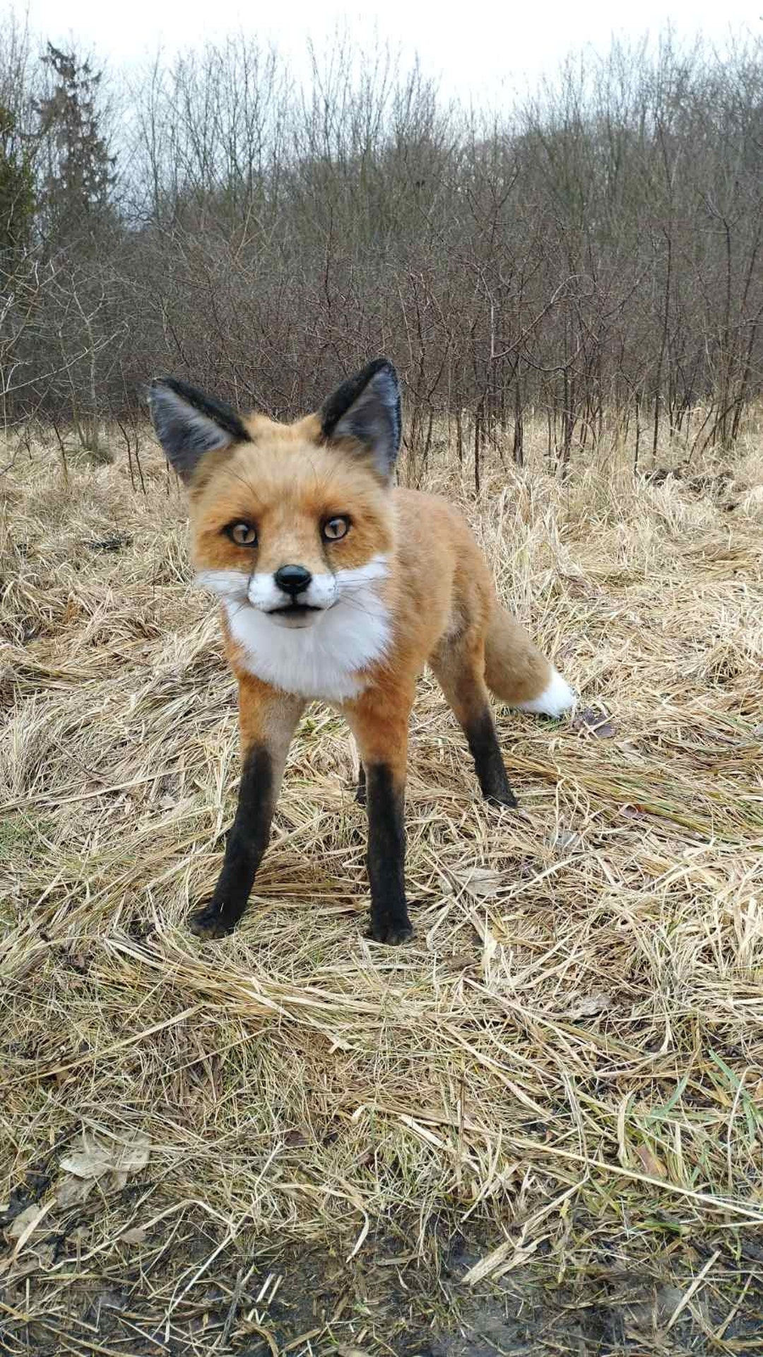 Fox Stuffed Animal. Taxidermied Animals. Fox Plush Toy. Realistic Fox ...