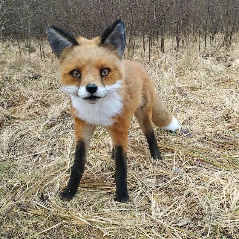 Realistic Fox Plush - Etsy
