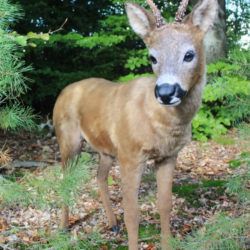 Fake Deer Head - Etsy