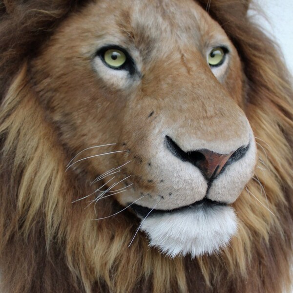 Stuffed Animal Head - Etsy