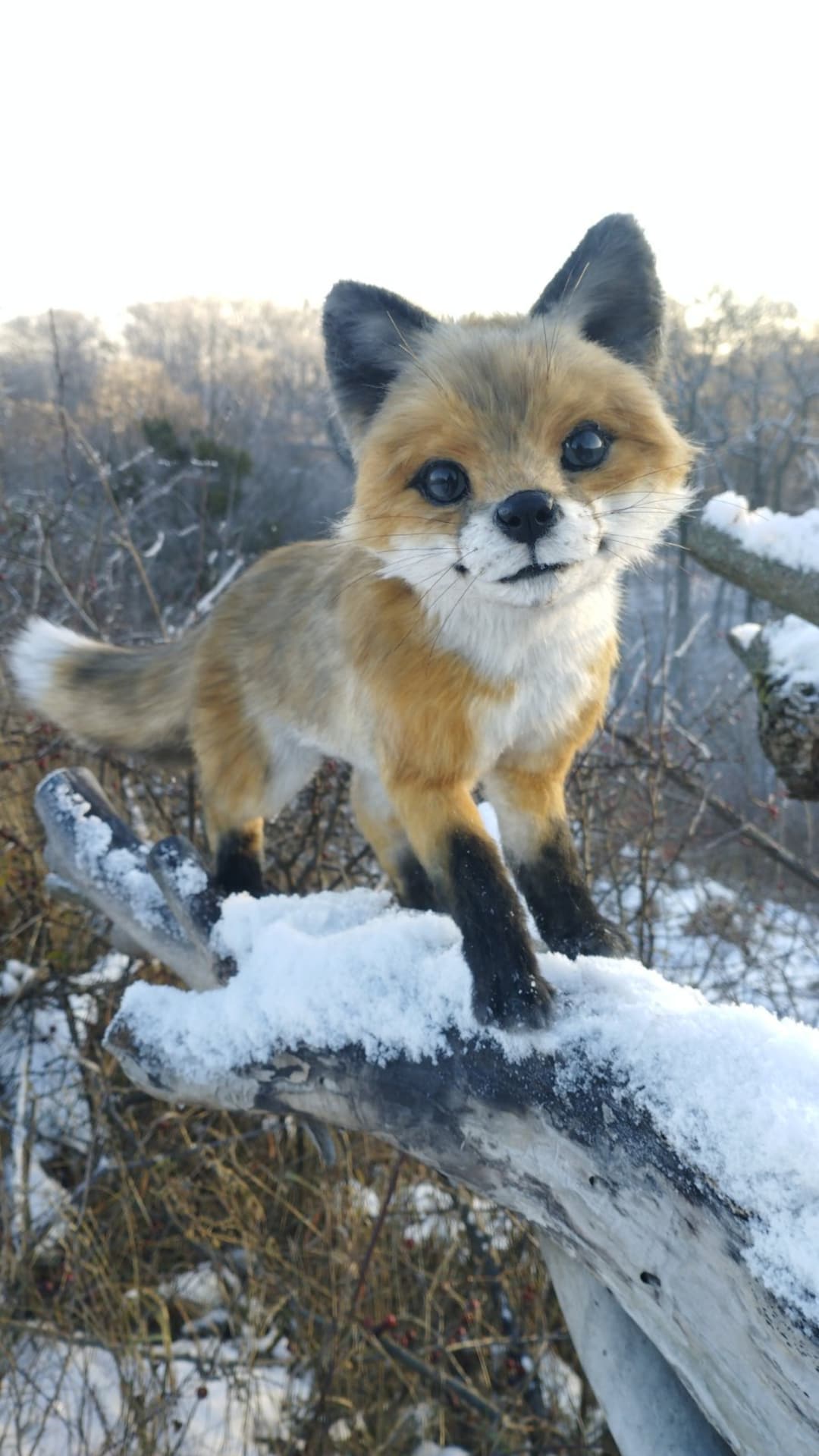 Realistic Plush Toy.handmade Plush Fox. Realistic Animal Art - Etsy