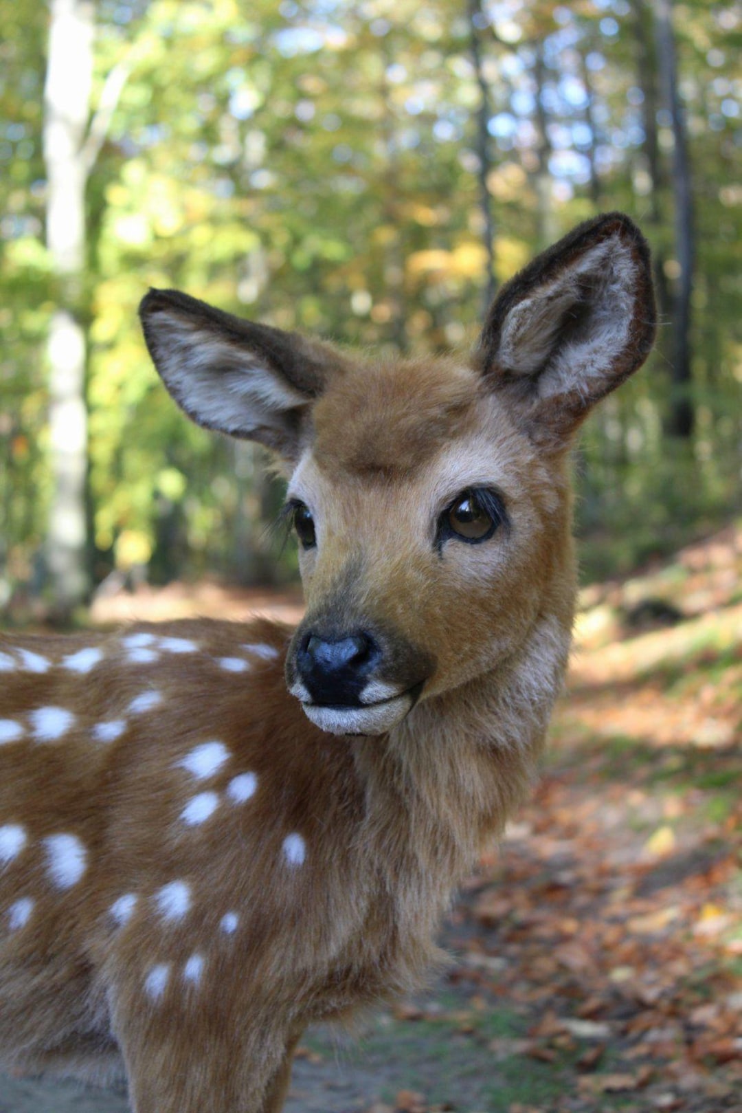 Spotted Deer Unique Faux Taxidermy Lifelike Spotted Deer Plush for Your ...