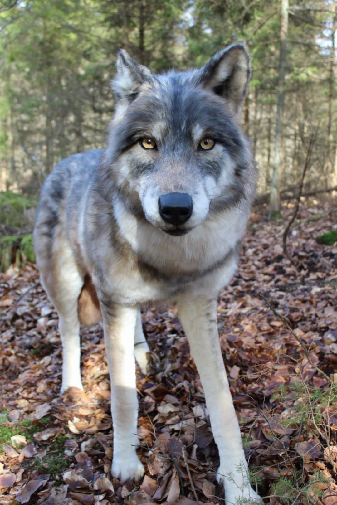 Realistic Wolf Plush, Lifelike Wolf Toy, Stuffed Wolf, Wolf Plushie ...