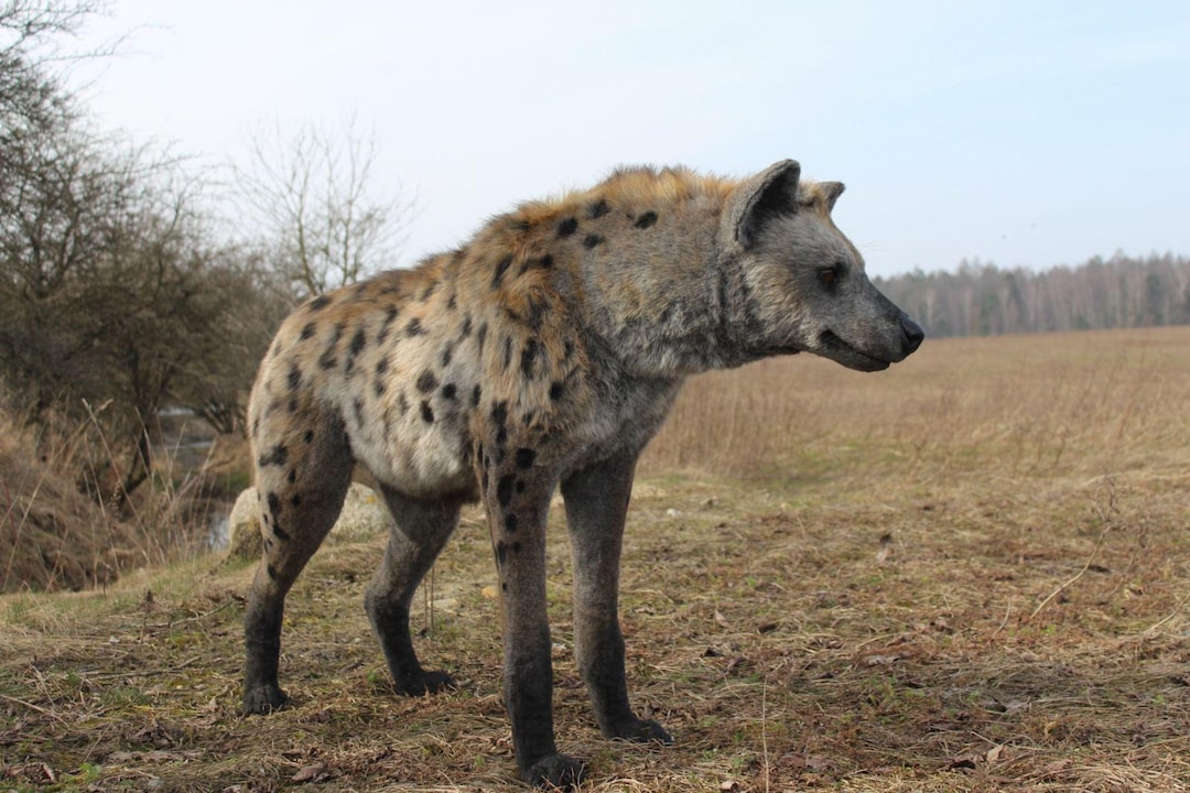 Hyena Realistic Spotted Hyena Plush – Handmade Poseable Art Doll ...