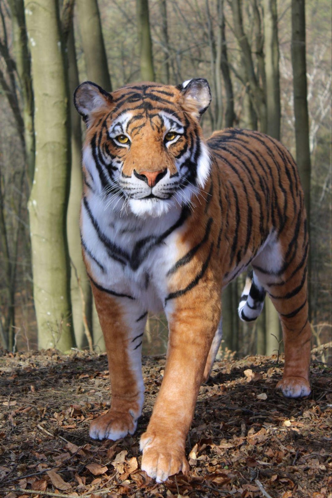 Bengal Tiger Replica Realistic Animal Home Decor - Etsy