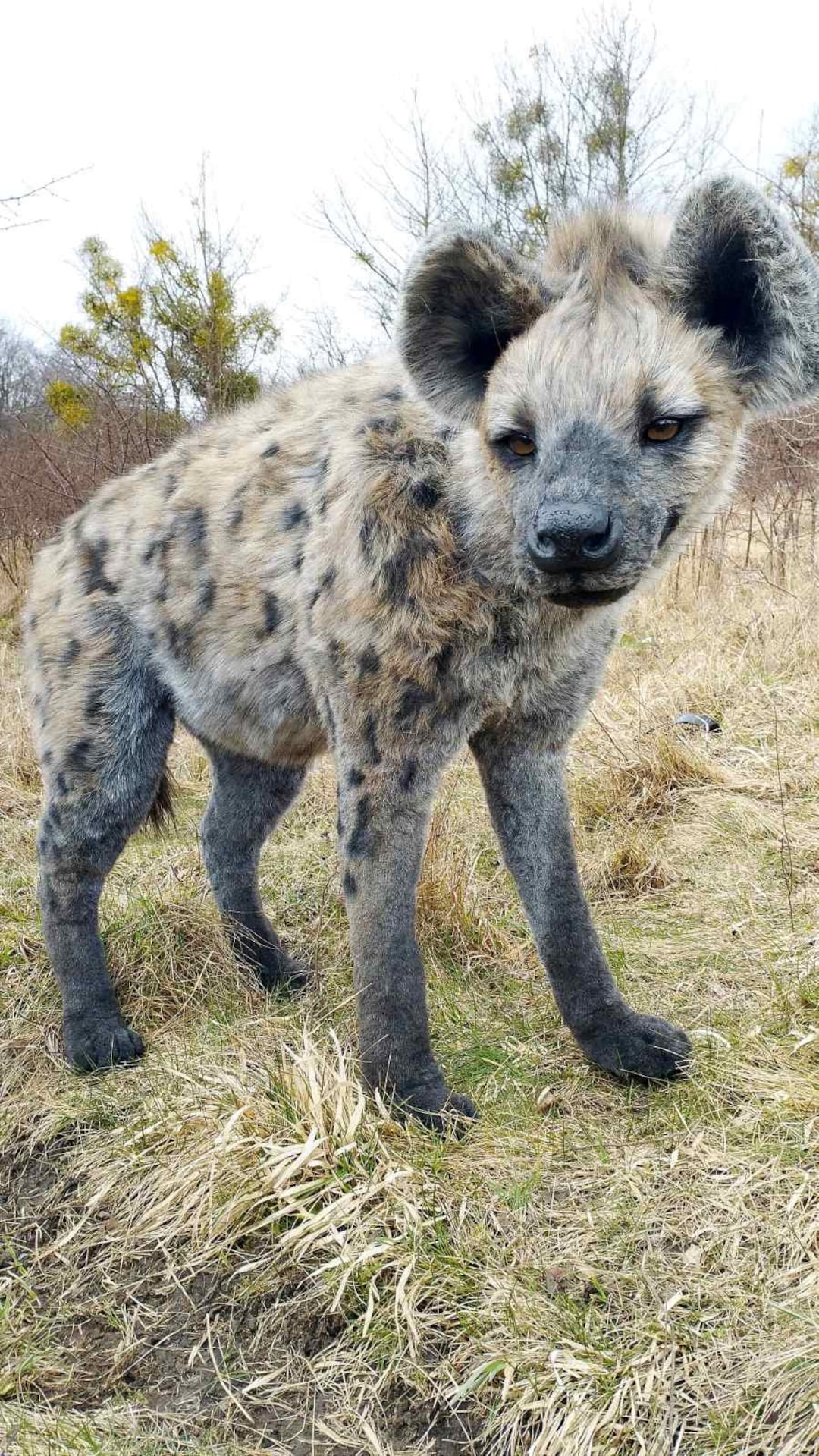 Spotted Hyena. Custom Pet Plush. Art Doll Animal. Poseable Art Doll ...
