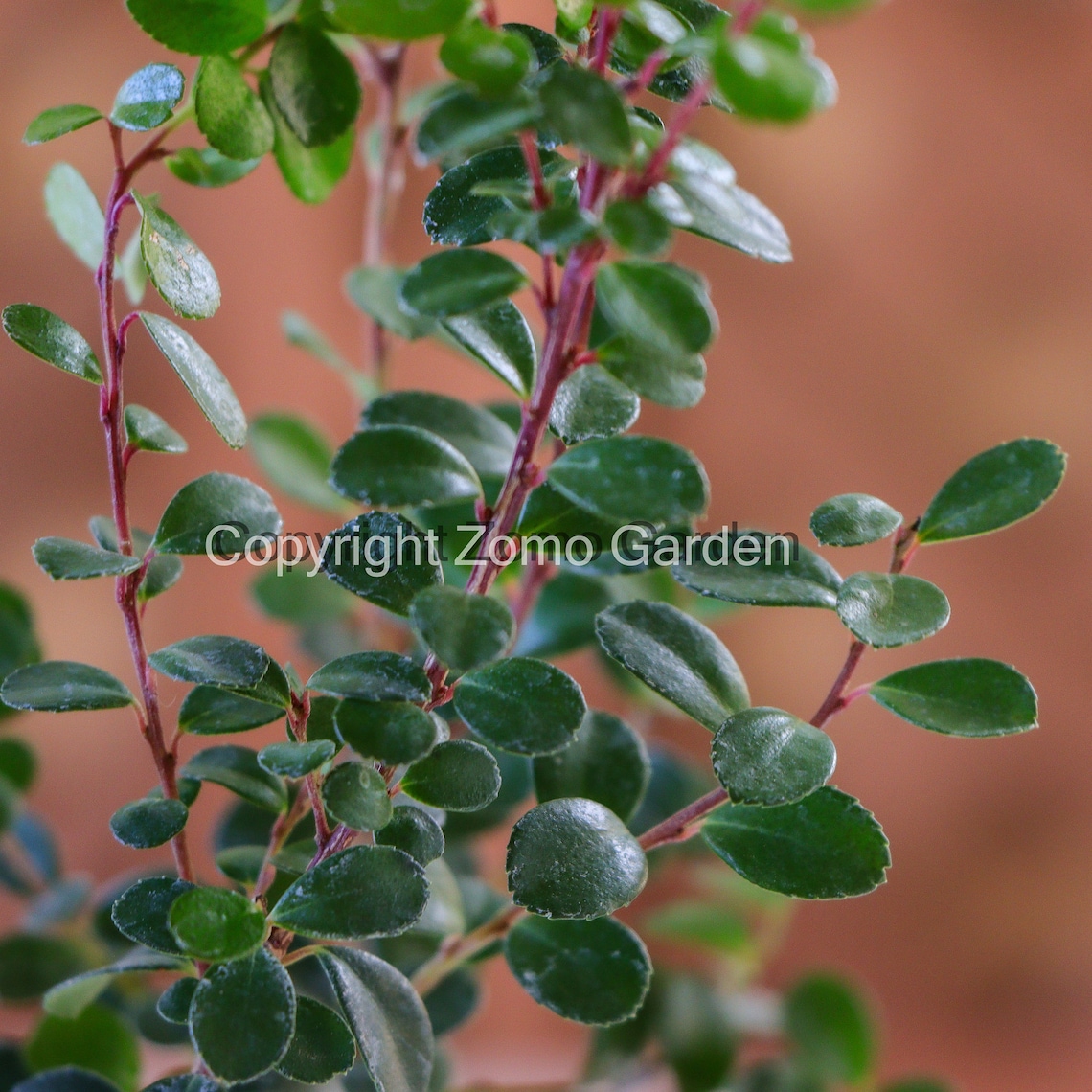 Myrsine Africana African Boxwood 2 Inch Pot | Etsy