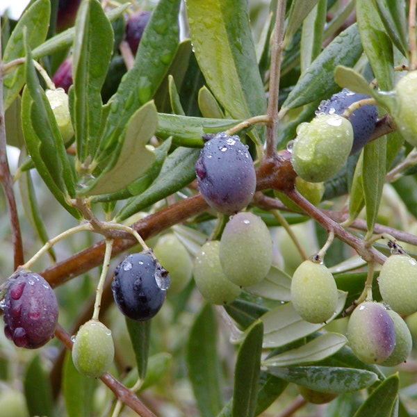 Olive Tree - Etsy