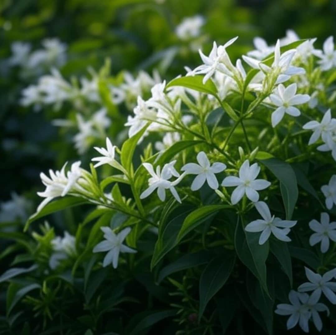 Star Jasmine Live Plant (trachelospermum Jasminoides) - 1 Rooted Stem ...