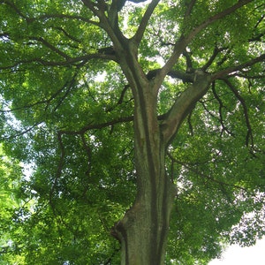 Japanese Hackberry Tree celtis Sinensis 2 Pot - Etsy