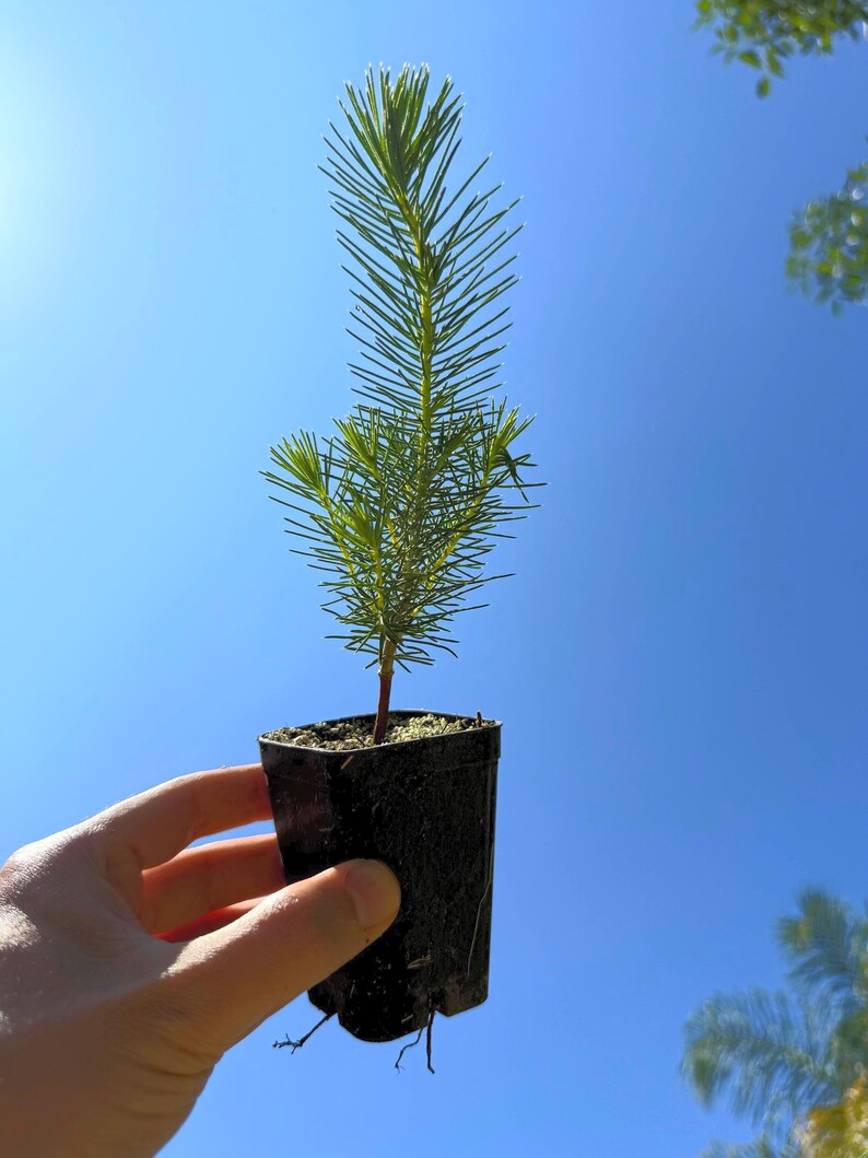 Stone Pine Live Tree (pinus Pinea) - 2.5 Inch Pot - Etsy