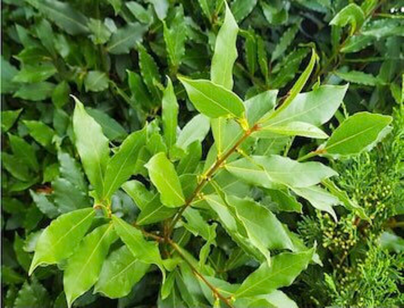 Bay Laurel Live Plant (laurus Nobilis) - 2.5 Inch Pot - Etsy