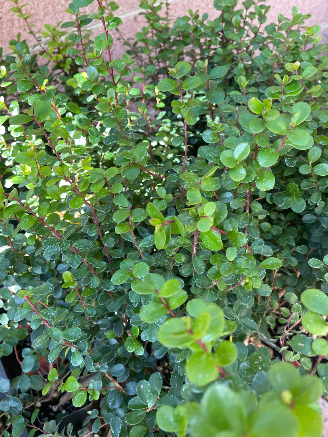 Myrsine Africana African Boxwood 2 inch pot | Etsy