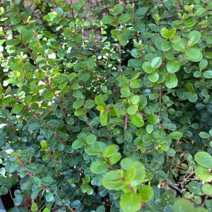 Myrsine Africana African Boxwood - 2 Inch Pot - Etsy